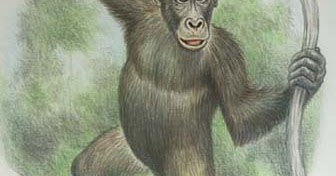 Escenarios prehistóricos: Morotopithecus