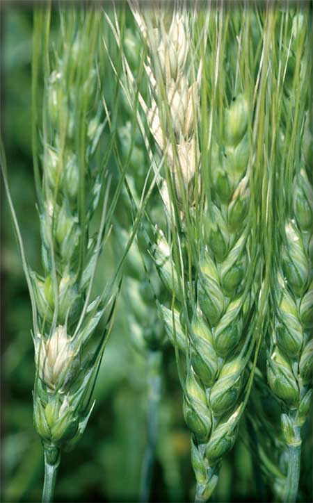 Weckerly Farms: The Flowering Wheat
