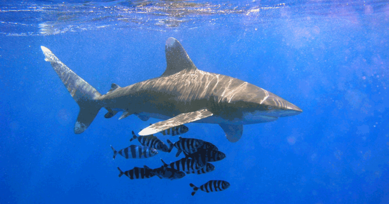 Ikan Hiu, Fakta menarik dan Informasi Lainnya - Thebellebrigade.com