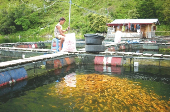 Pembenihan Budidaya dan Pemasok Ikan Tawar Segar: Cara Membuat Keramba Ikan