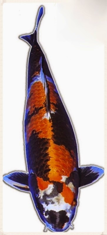 El blog de Mikcg: julio 2014