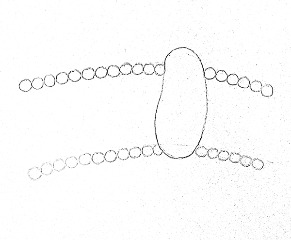 DRAW IT NEAT: How to draw plasma membrane (Cell membrane)