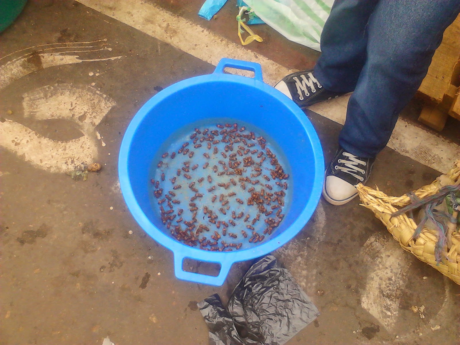 mimochilamiamig@yyo: El exótico estado Amazonas