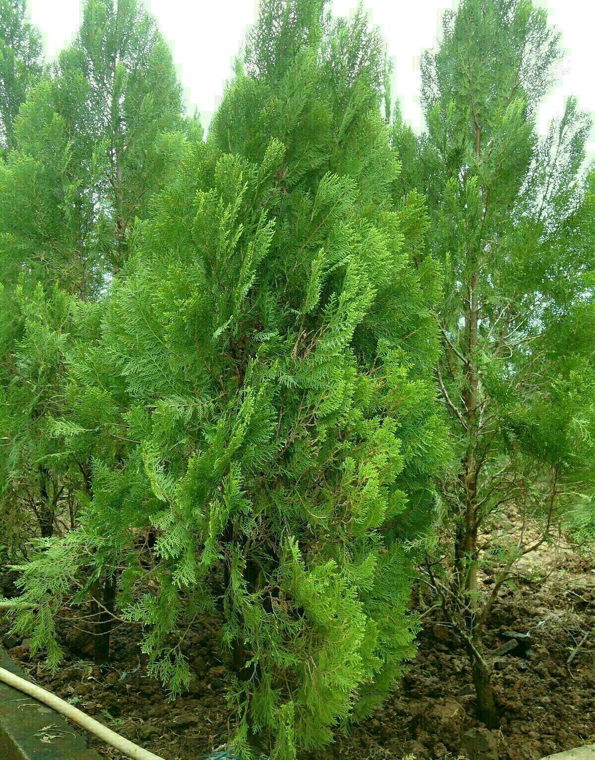 macam-macam pohon cemara