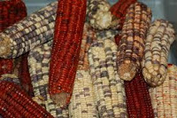 7 Macam Jenis Jagung Yang Cocok Untuk Perkebunan di Indonesia - Anak Tani