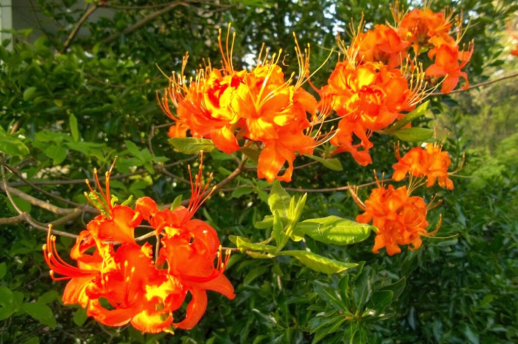 ANNELINDE'S WORLD: Flame Azalea