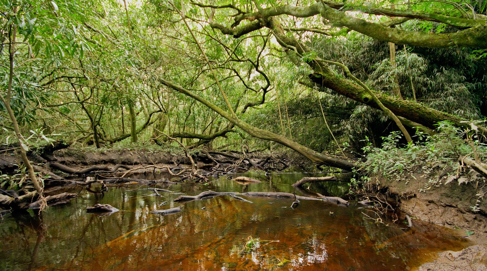 Aves Bonaerenses: Reserva Natural Punta Lara