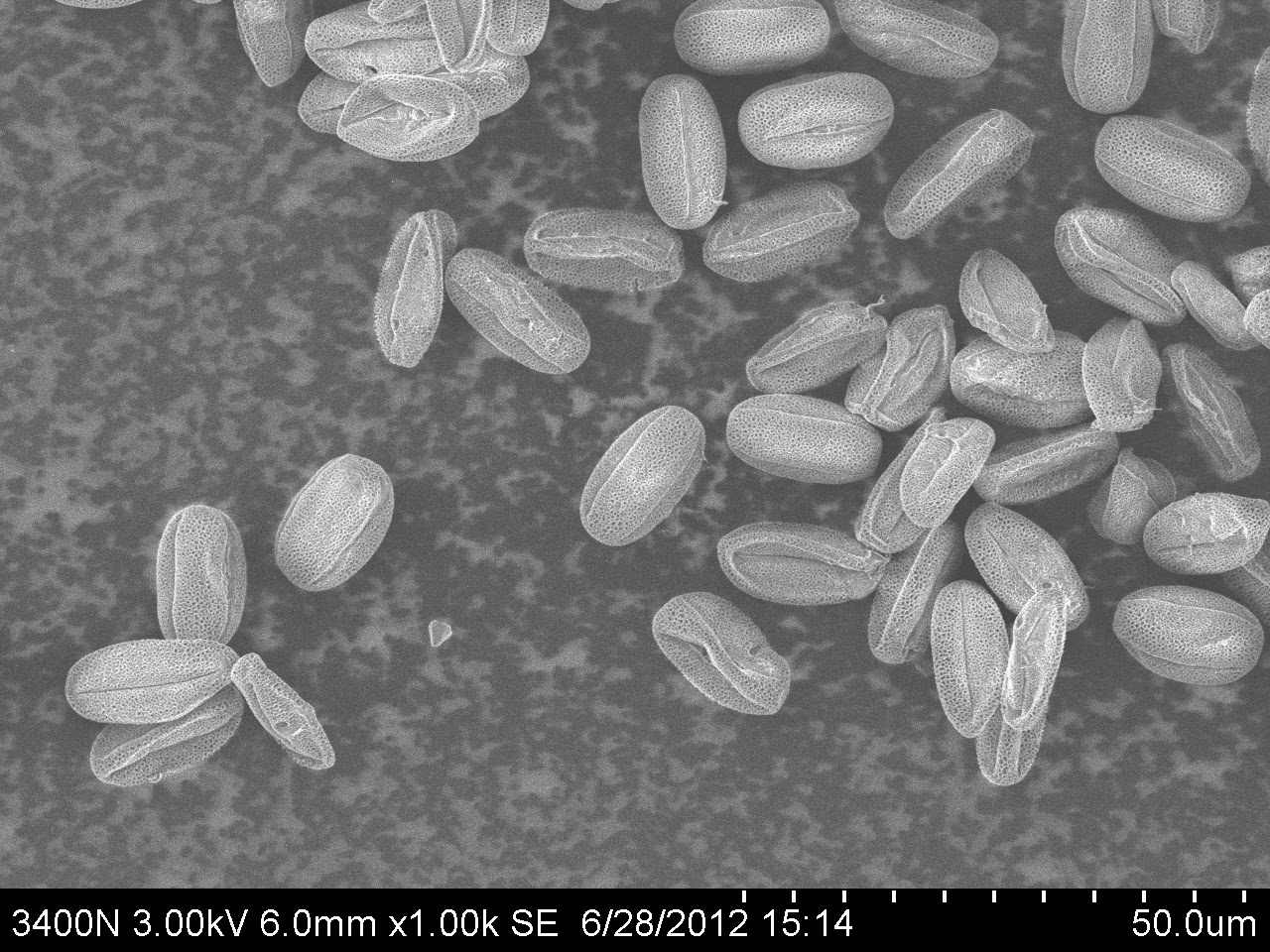 Scanning Electron Microscope Blog: Imaging pollen on the SEM. Progress!
