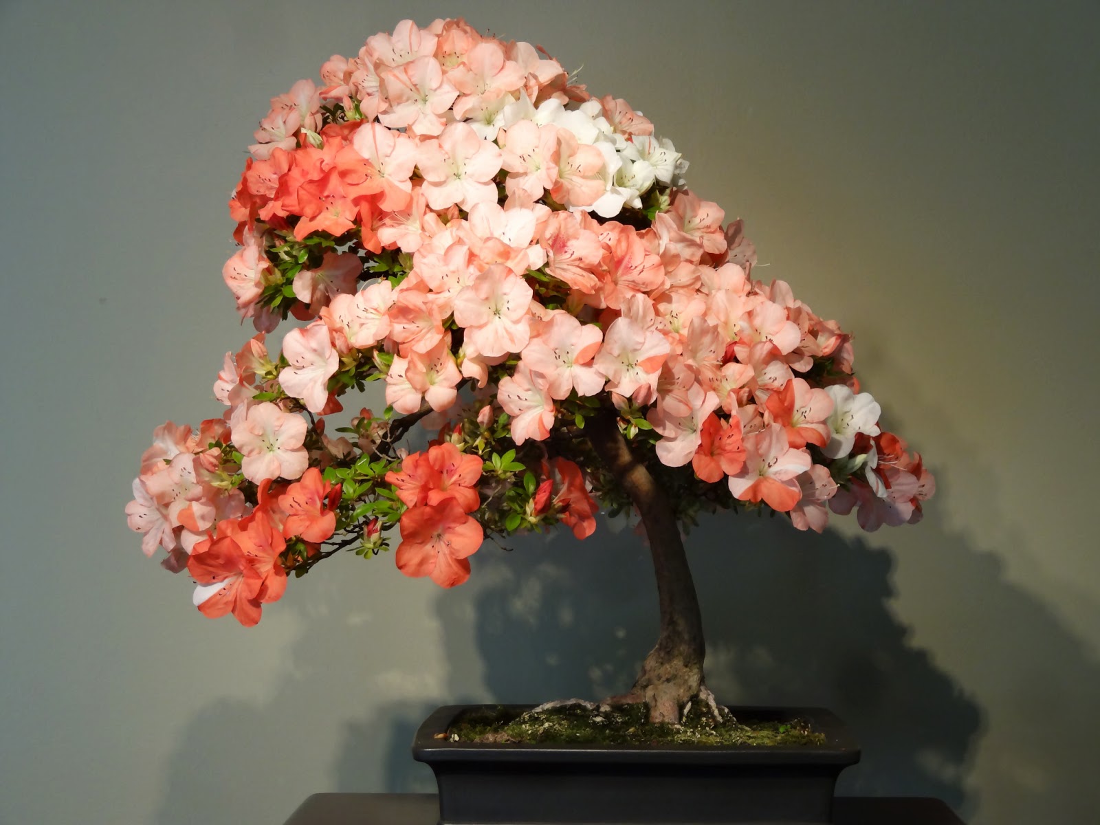 Love, Joy and Peas: Azaleas of Old Japan: Satsuki Bonsai Exhibit at the ...