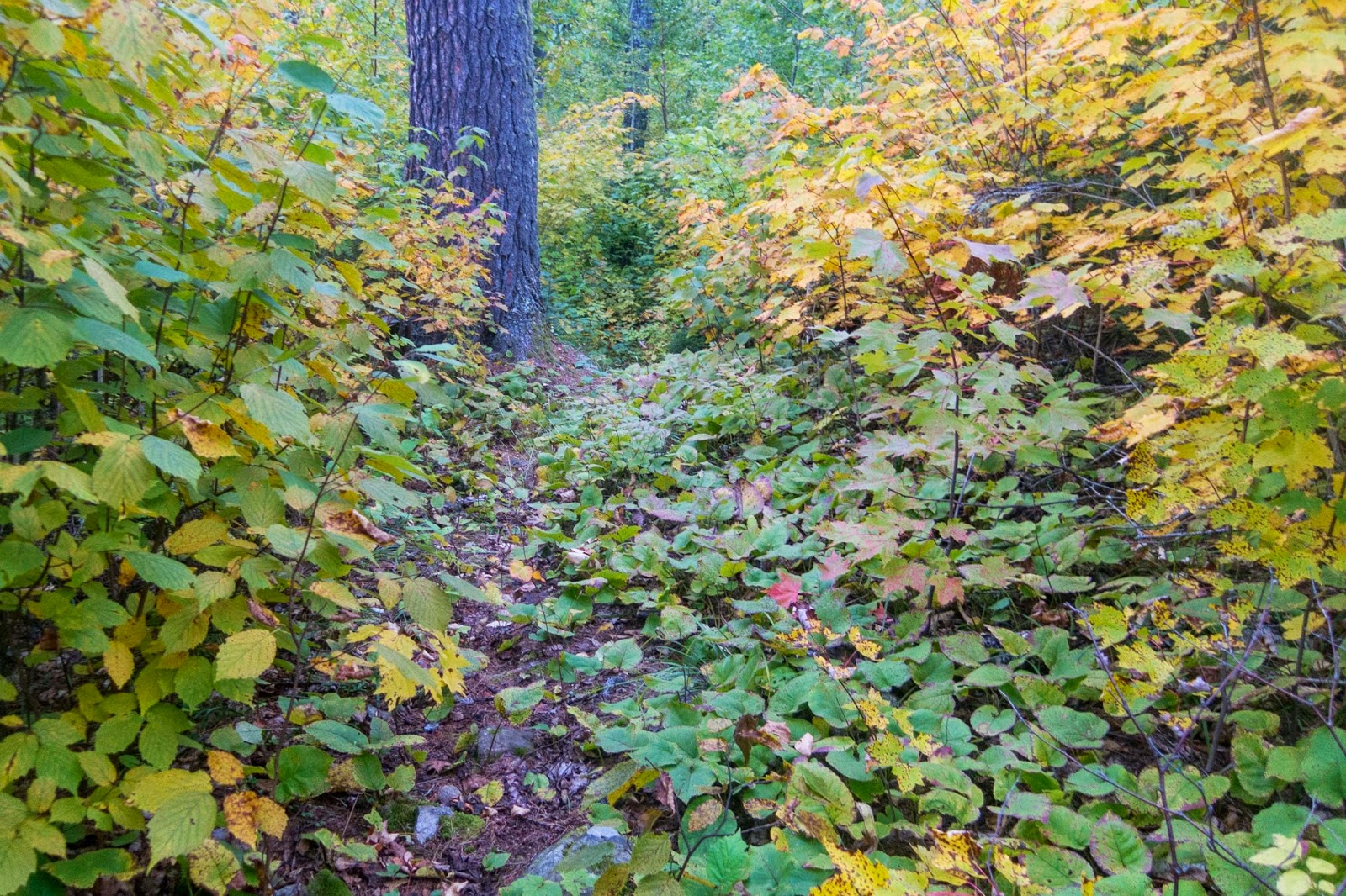 Eric's Hikes: Border Route Trail Thru-hike 2014