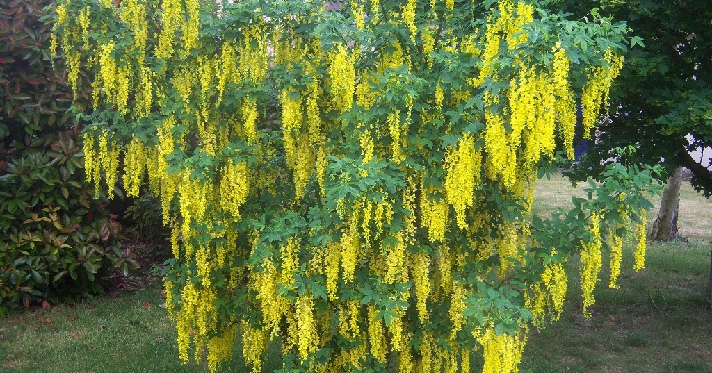 French Vocabulary Illustrated: cytise