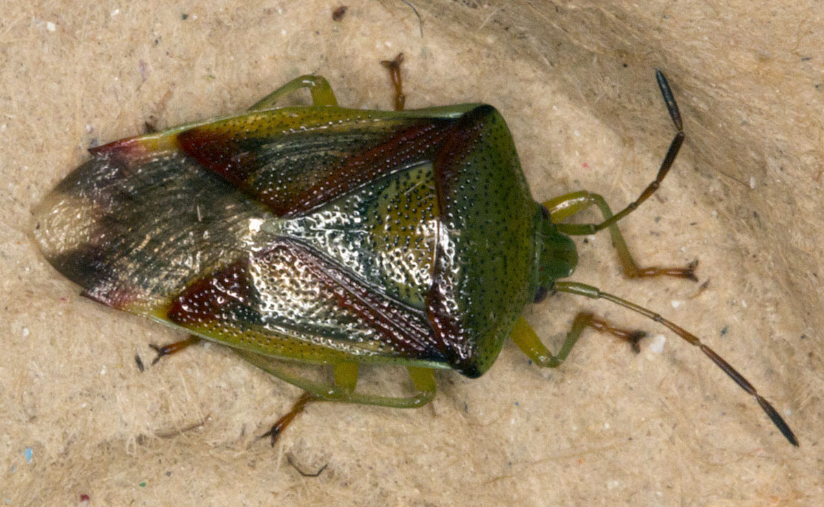 Hawthorn Shield Bug | Naturally