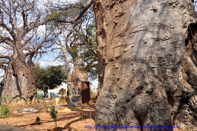 PHOTOGRAPHS UP AND DOWN THE LANE: Savanur