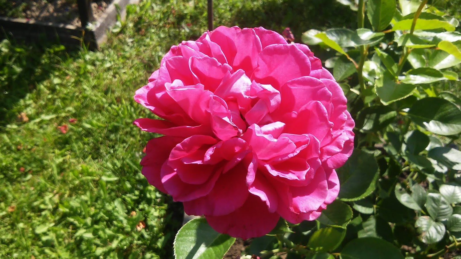 Ranczo Elma: Róża Pink Jazz