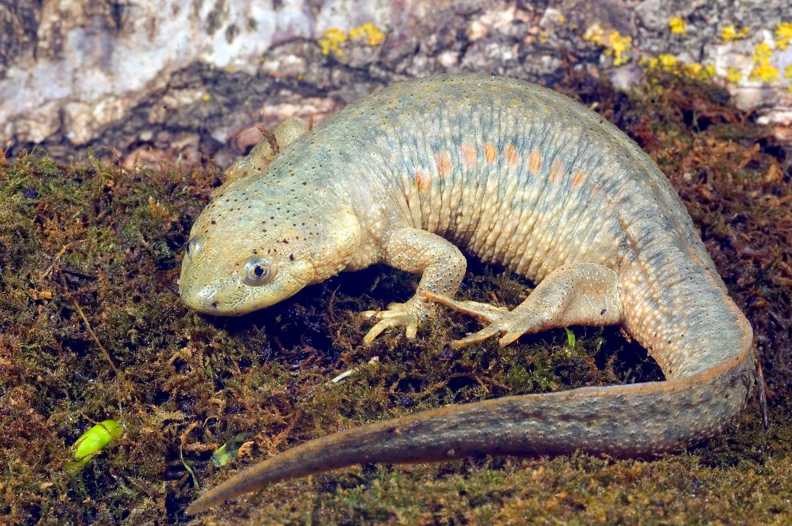 Actualizada la lista de anfibios de la Región de Murcia. ~ AHEMUR ...