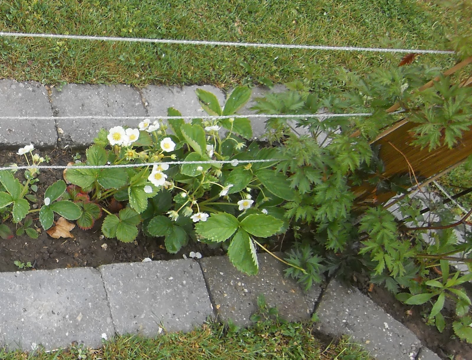 Patchwork-blomsten: Endnu en pause :o(