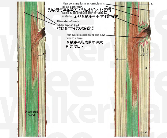 樹木的腐朽區隔化 Compartmentalization Of Decay In Trees | 樹沃客樹藝
