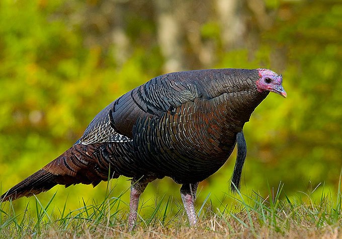 Wild Animals And Birds: Animals Without Neck Wallpapers