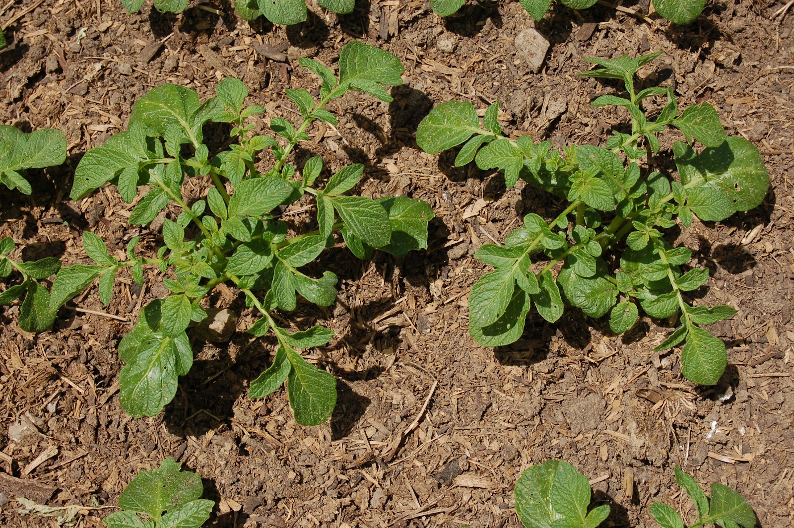 Midwestern Garden: Colombian Potatoes. Papas Sabanera, and Papas ...