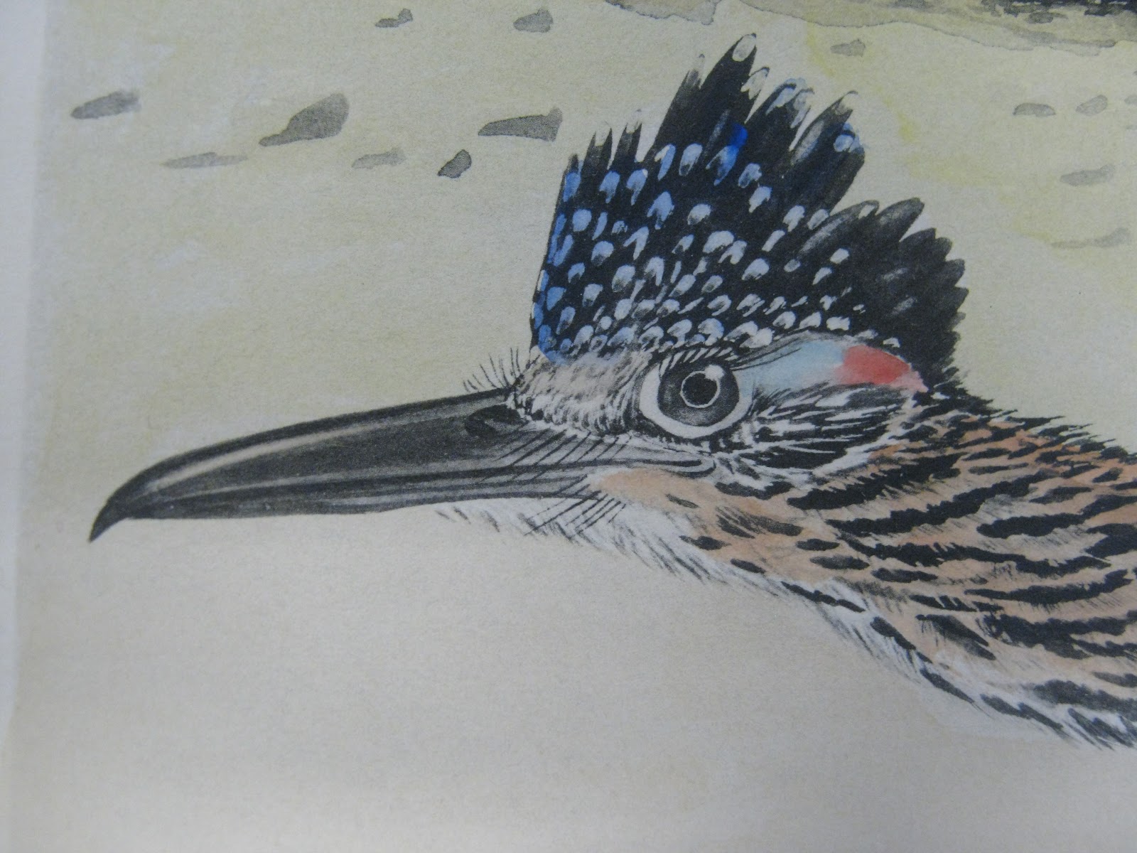 AvesInArt: Rex Brasher's bird art and birding Kent's River Road