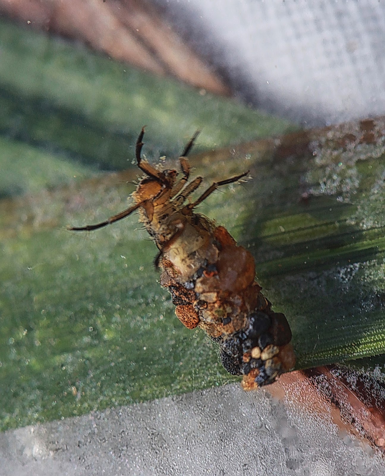 Aquatic Insects of Central Virginia: 2016