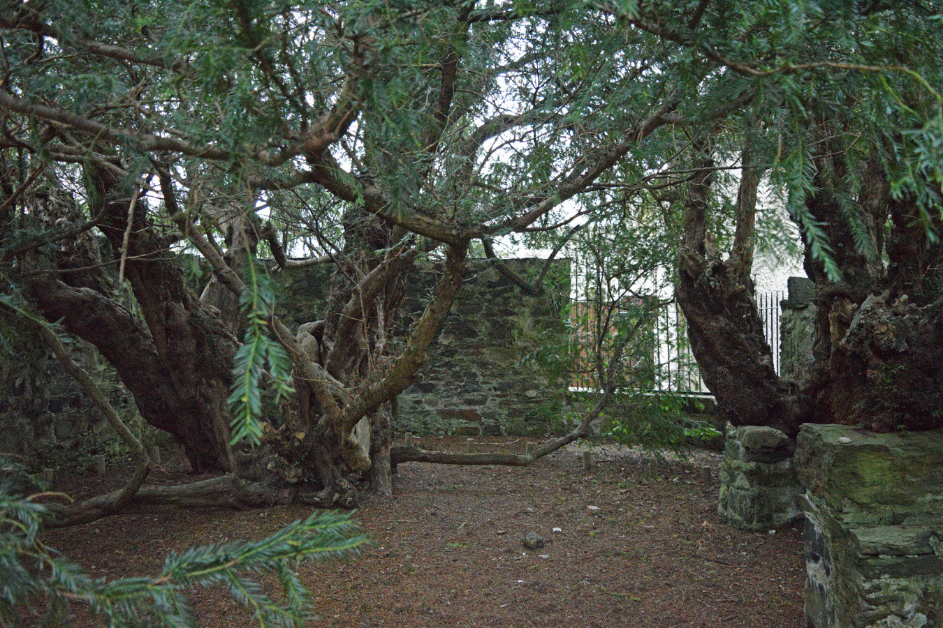 Love of Scotland: The Fortingall Yew