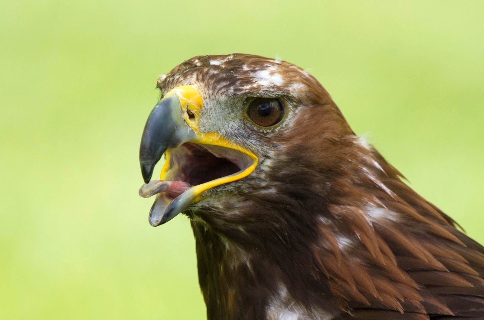 Escapes and Photography: Children's Summer activities and Falconry ...