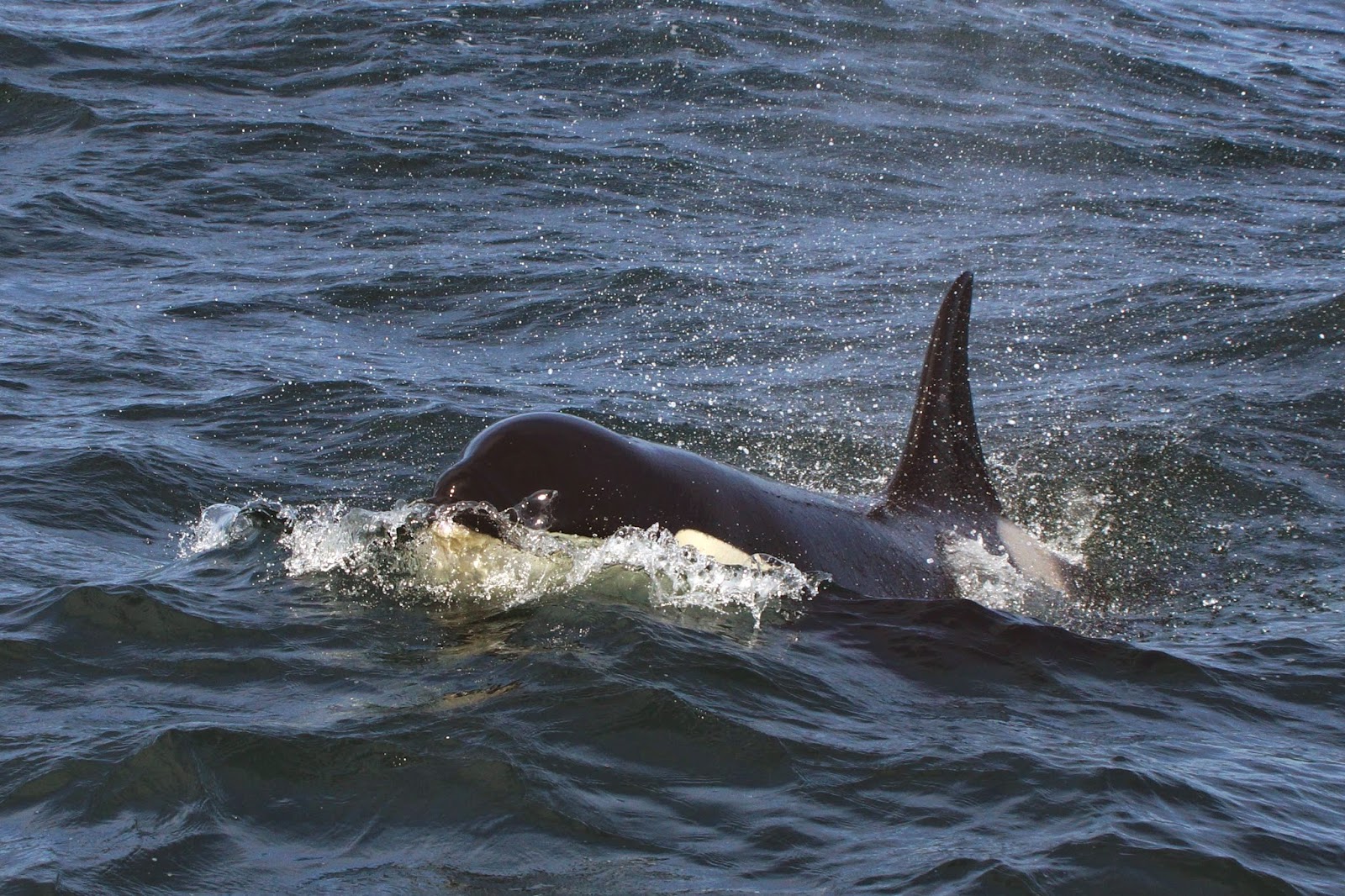 Purbeck Footprints: Orca!