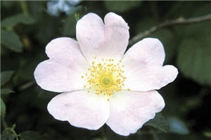 las flores: ¿Qué es una flor?