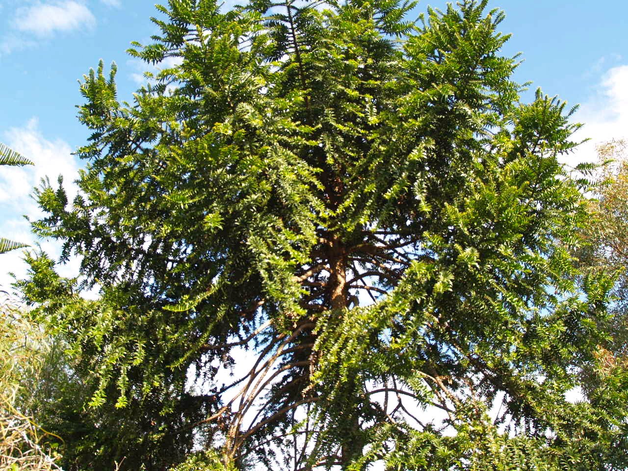 Florez Nursery: Bunya Nut, Araucaria bidwilli