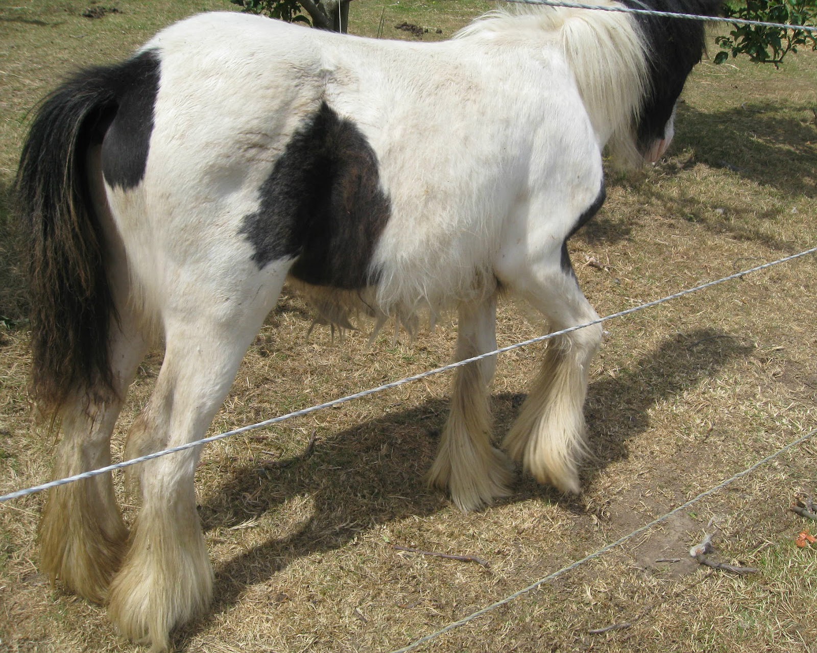Overcoming Adversity a Pony's Tale: Foal Abandoned with Locking Stifle
