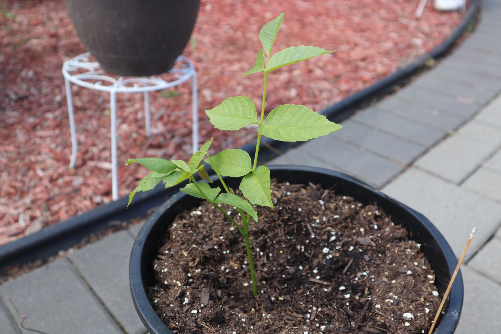 David's Blog: Persian Walnut Trees Sprouting