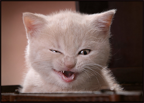 Check It Out !!: Ekspresi Kucing Lucu Abies (Part II)