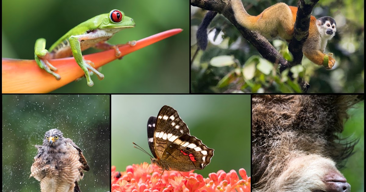 Jeff Cable's Blog: Join me in Costa Rica this November - Come to learn ...