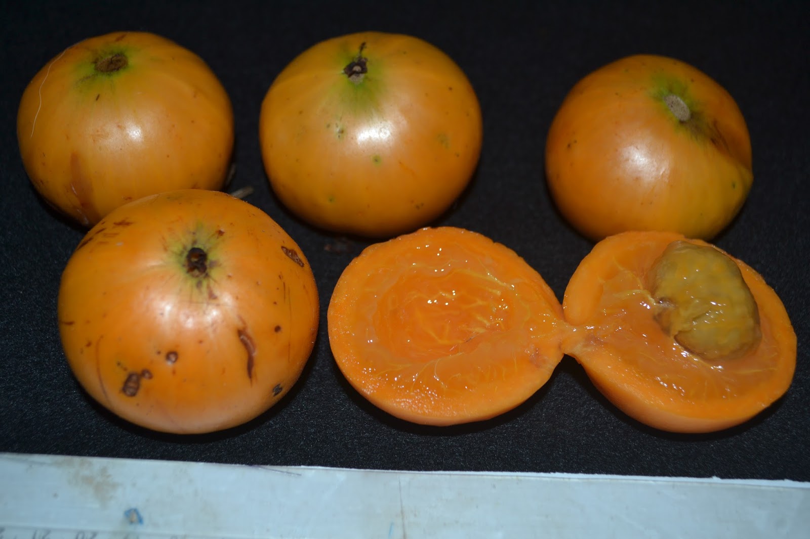 Plinia edulis - Cambucá da Mata Atlântica