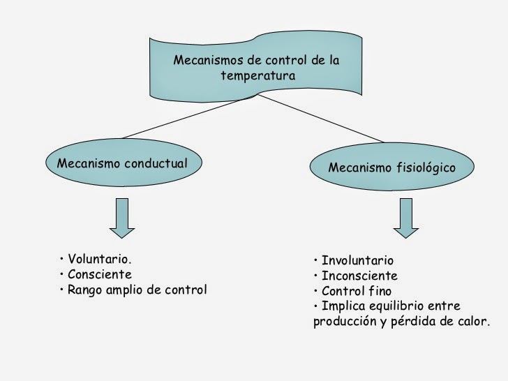 La secundaria de Micaela: La importancia de la termorregulacion en ...