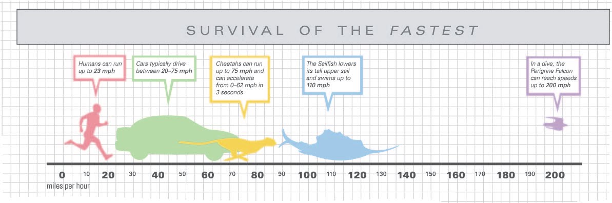 Matt Beynon Illustration and Design: The World's FASTEST Animals