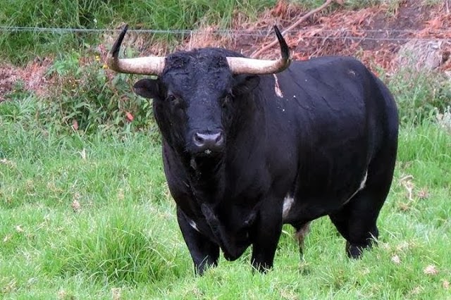 Toro, Torero y Afición: El otro toro , la otra afición... en definitiva ...