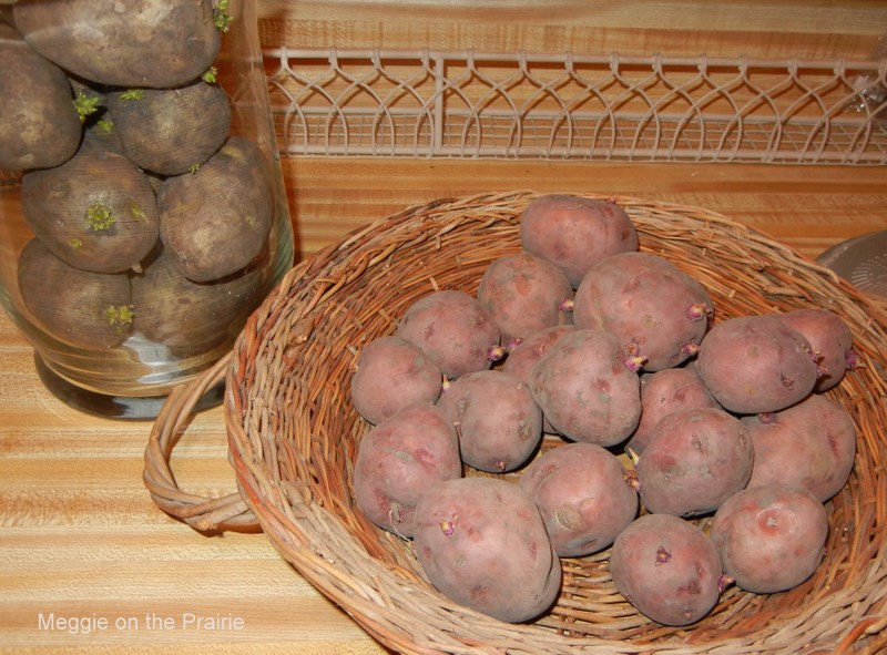 Meggie On The Prairie: George Washington-Planting Potatoes