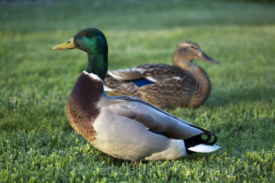 Jeff Cable's Blog: Shooting ducks in the front yard