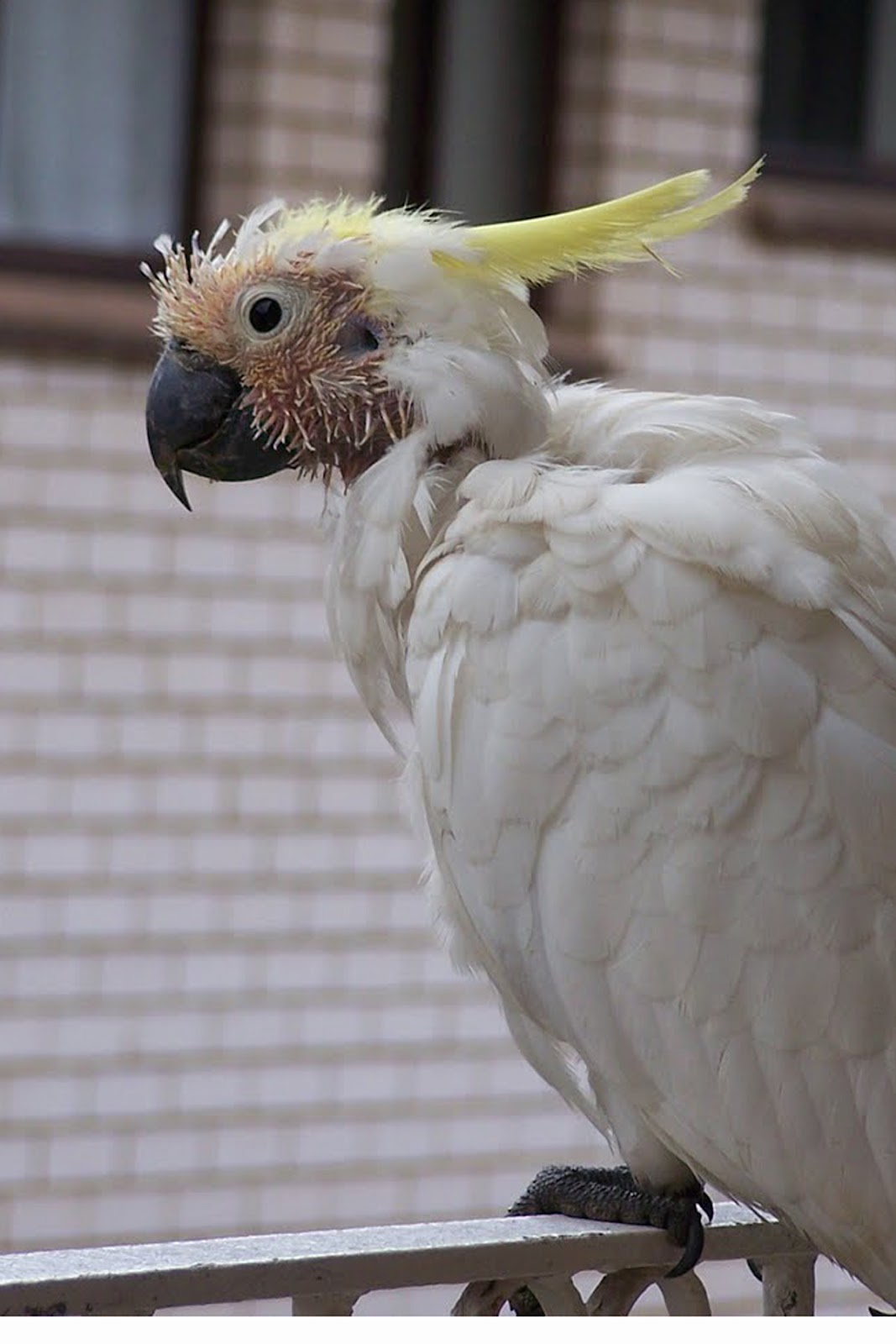 RSPCA ACT: March 2012