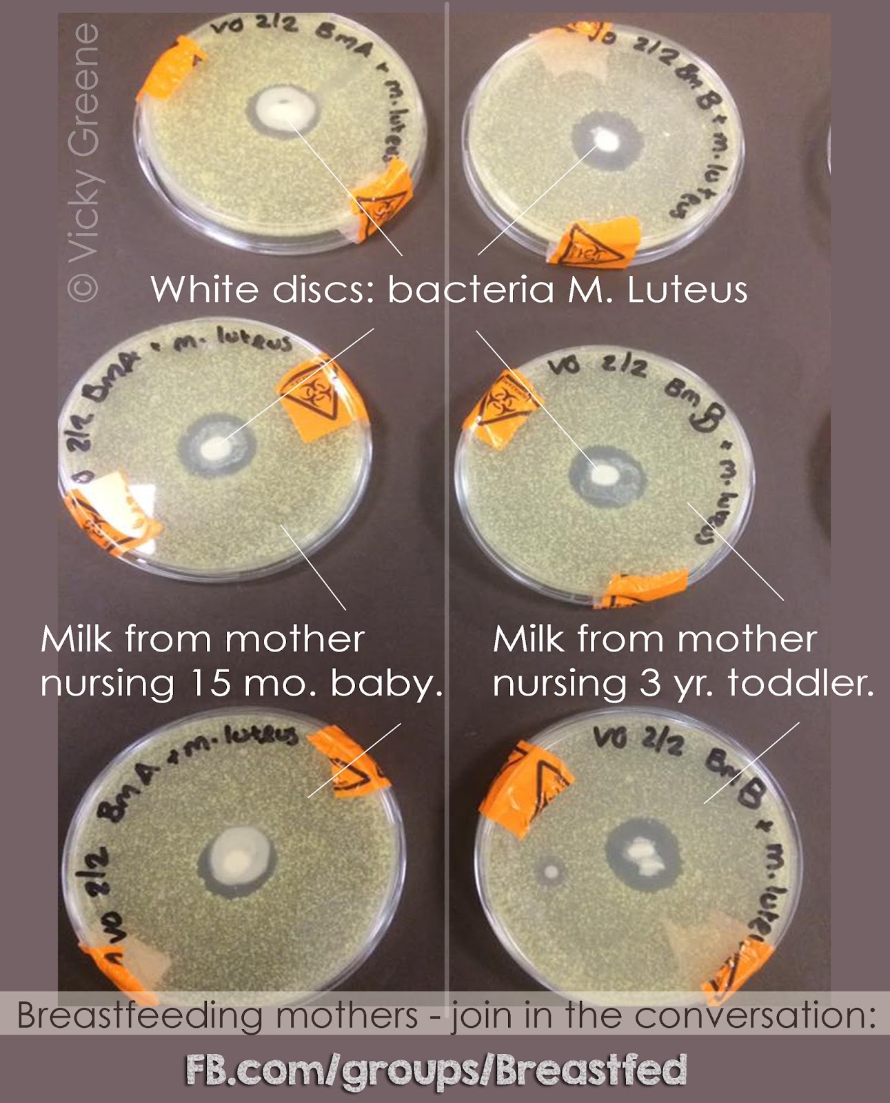 peaceful parenting: Human Milk Proteins Inhibit Bacteria M. Luteus ...