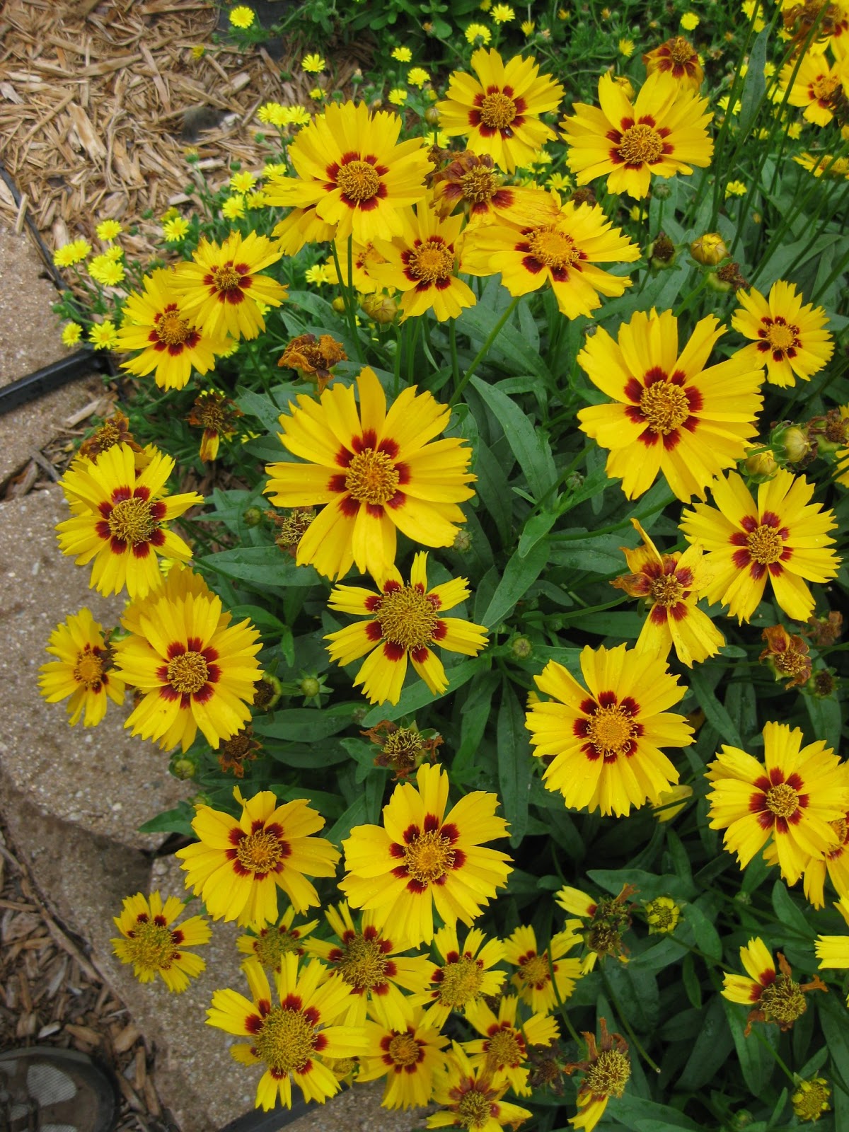 Rotary Botanical Gardens - Hort Blog: A Sun Tribute