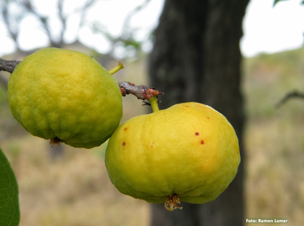 CARPOTECA: Eugenia dysenterica