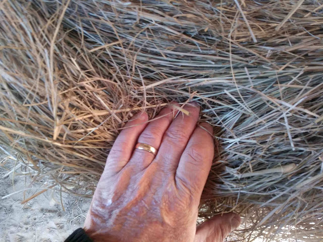 White House Farms: Bahia Grass Barn Hay!
