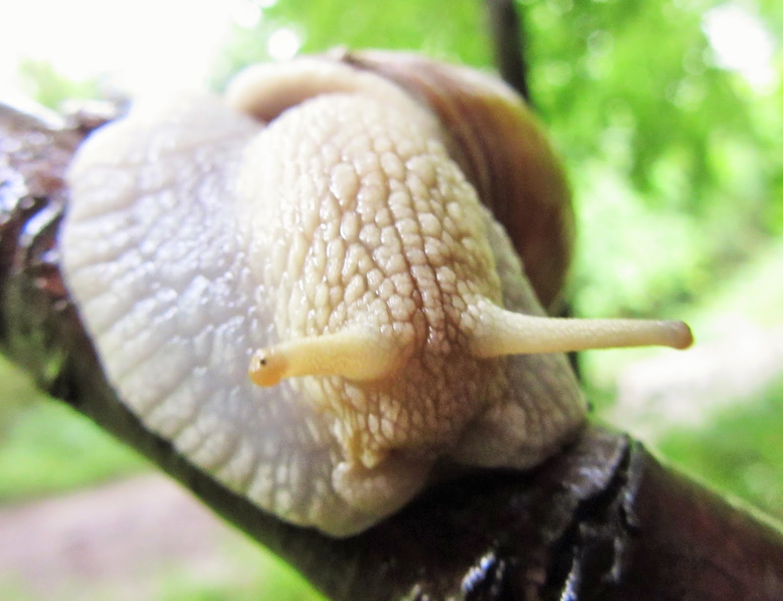 Bug Mad Girl: Rainy day snails