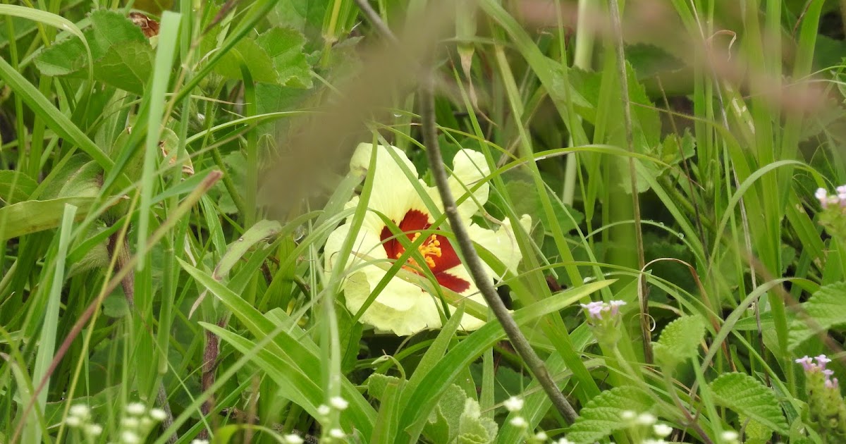 Kenyan wildflowers