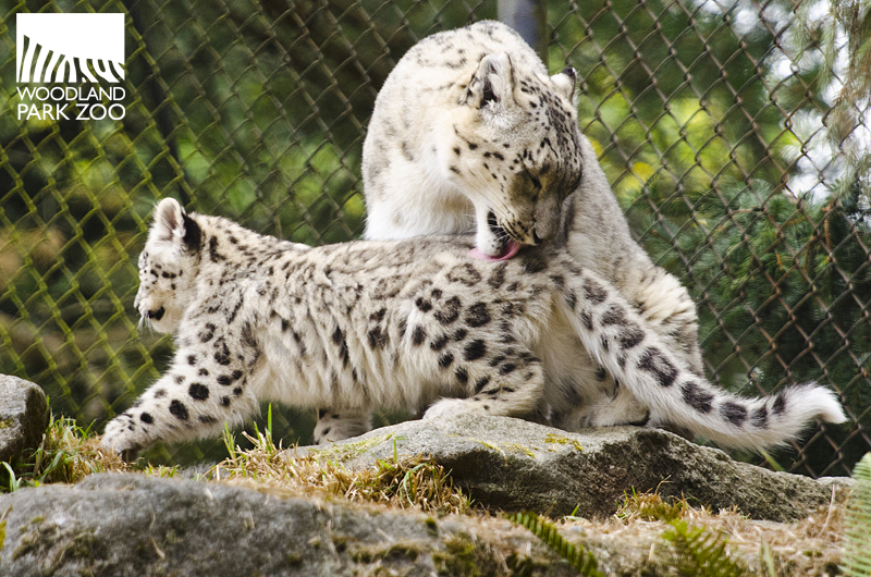 Snow leopard cubs first steps on exhibit