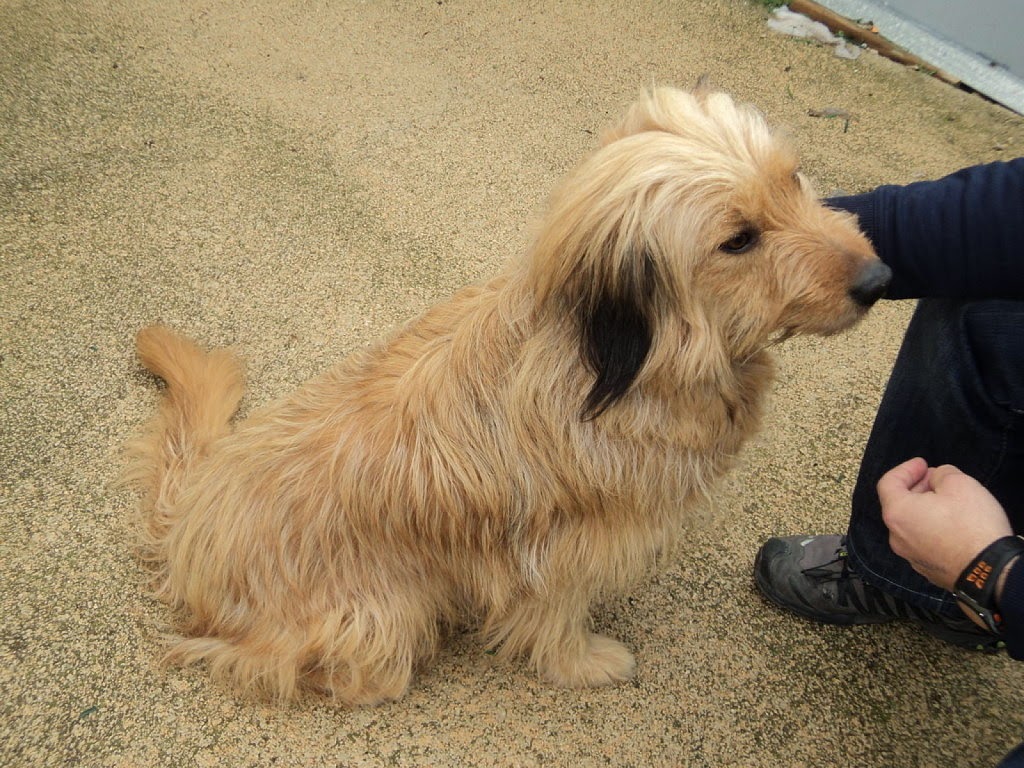Los animales y su entorno: EL PASTOR VASCO