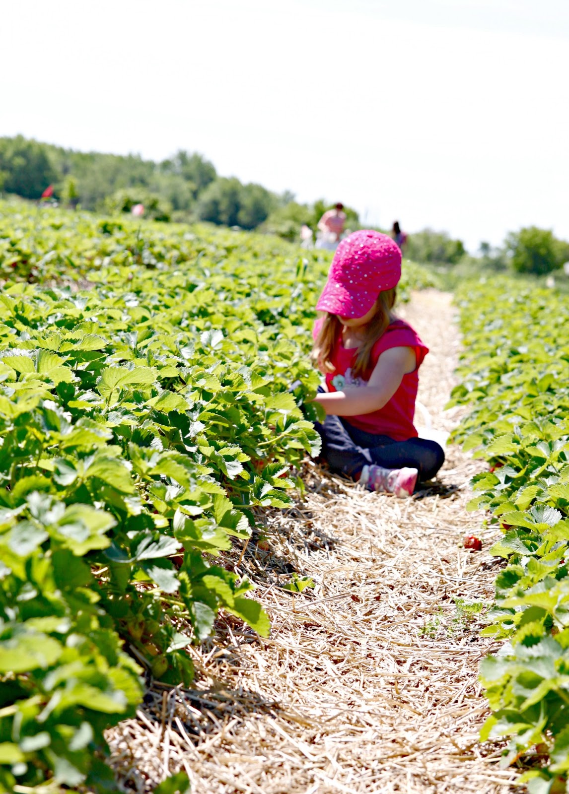 A Trip to the Strawberry Patch: 2013 - The Cottage Mama